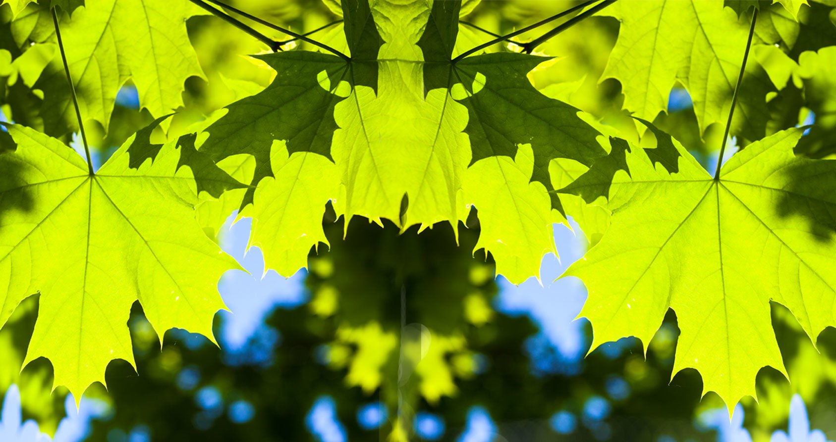 Contact Us - Red Cedar Arborists & Landscapers