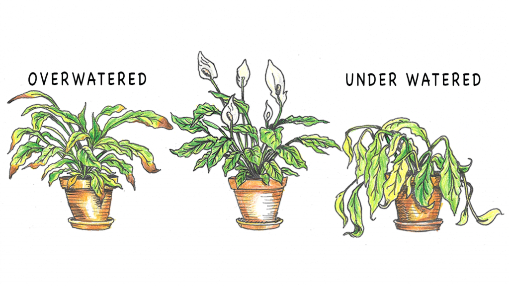 Importance of knowing when to water plants | Red Cedar Inc
