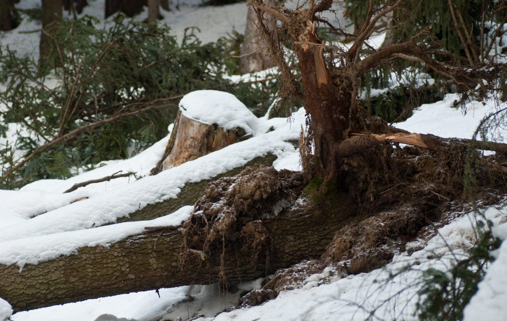 Winter Trees: How Do They Survive The Cold? | Red Cedar Inc