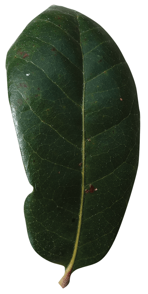 Oak Wilt: Definition, Prevention, and Management | Red Cedar Inc