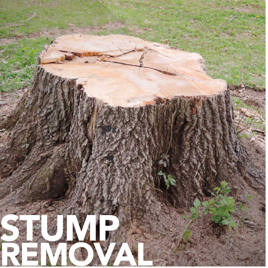 Red Cedar Arborists & Landscapers