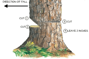 Important Steps To The Tree Felling Process | Red Cedar Inc