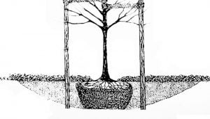 Tree Transplanting: How To Move A Tree | Red Cedar Inc